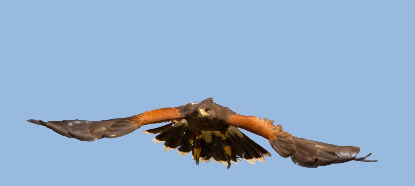 Famous Hawks – Baywing Database